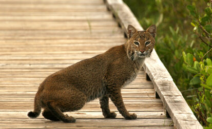 Bobcat Scat: What Does Bobcat Poop Look Like?