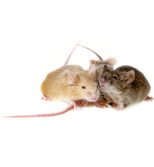 Mouse Life Cycle: Breeding & Life Span | Critter Control