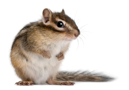 Chipmunk vs. Gopher: Differences in Appearance, Damage, etc.