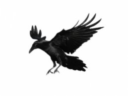 Crow Control: Trapping & Removal Service