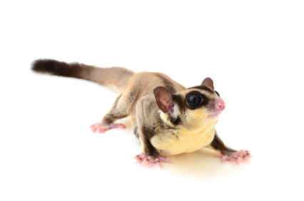 flying squirrel flying