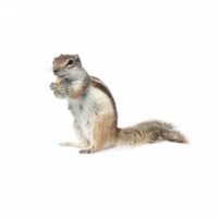 Differences Between Ground Squirrels vs. Tree Squirrels