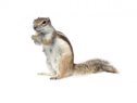 Ground Squirrel Holes: Appearance, Problems & Removal