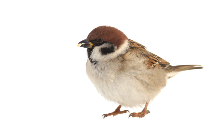 types of finches in pa