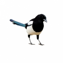 Magpie Identification: What Does a Magpie Look Like?
