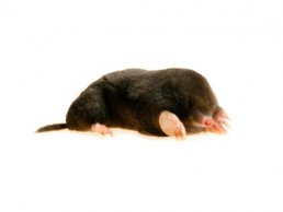 Mole Overview: Control, Information, and Removal | Critter Control