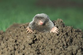 mole types animals