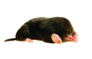 Star-Nosed Moles: identification, Features, & Removal | Critter Control