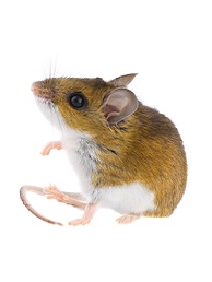 Vole vs Mouse: Identifying the Infestation