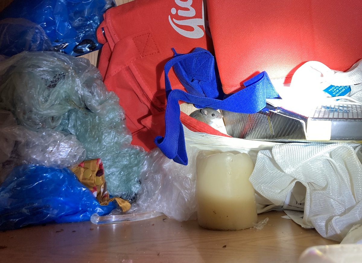 mouse teeth marks on plastic