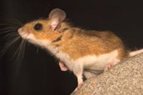 Deer Mouse Habitat: Where Do They Live?