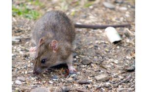Deer Mouse Habitat: Where Do They Live?