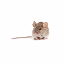Mouse Tracks: Appearance & Next Steps | Critter Control