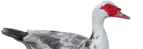 Identifying Muscovy Ducks: What Does a Muscovy Duck Look Like?