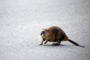 Muskrat Identification: What Does a Muskrat Look Like?