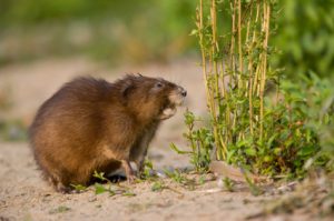 Muskrat Images: Photo Gallery with Pictures of Muskrats