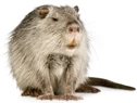 What Does a Nutria Look Like? Tips for Identification