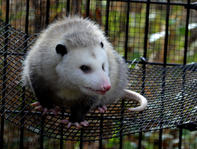 What Does an Opossum Look Like? Appearance & Identification