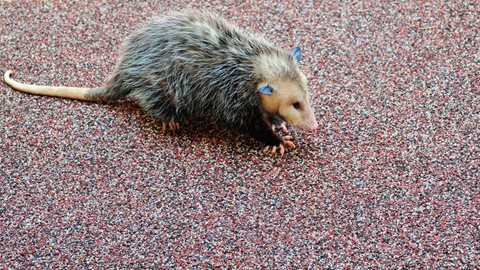 What Does an Opossum Look Like? Appearance & Identification