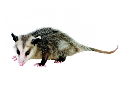 What Does an Opossum Look Like? Appearance & Identification