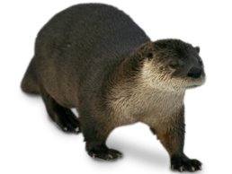 Otter Habitat: Do Otters Build or Make Dams?