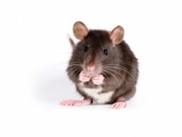 What Does a Pack Rat Look Like? Tips for Identification