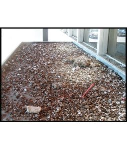 Pigeon Droppings: Identification & Removal of Pigeon Poop