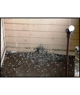 Pigeon Droppings: Identification & Removal of Pigeon Poop