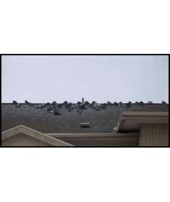 Bird Droppings Identification - Critter Control - Bird Poop Cleanup