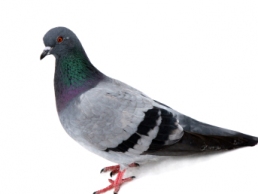 Pigeon Identification: What Does a Pigeon Look Like?