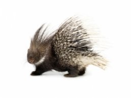 porcupine tracks in mud pictures