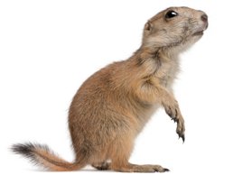 Prairie Dog Control: Trapping & Removal Service