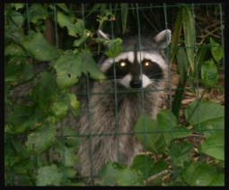 How to Get Rid of Raccoons in Your Back Yard | Critter Control