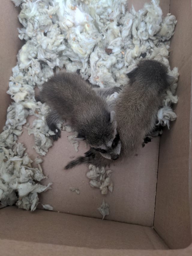 It's Raccoon Baby Season