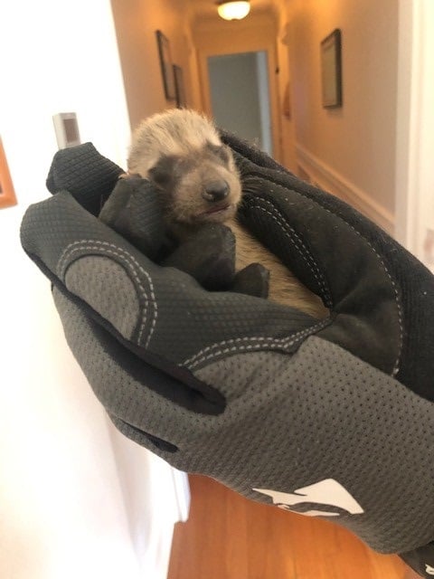 It's Raccoon Baby Season