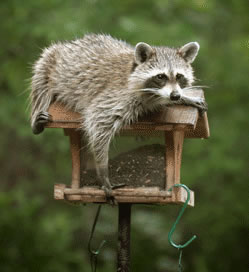 How to Get Rid of Raccoons in Your Back Yard | Critter Control