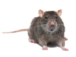 Identification, Diet & Removal of Baby Rats