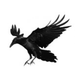 Tips on Raven Identification: What Does a Raven Look Like?
