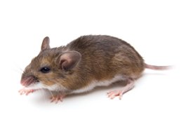 Rodent Sounds in the Home: Noises in Attics, Walls, etc.