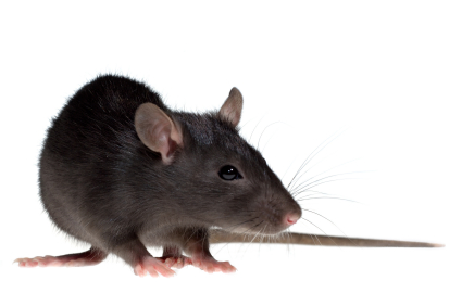Tips for How to Identify Rats: What Does a Rat Look Like?