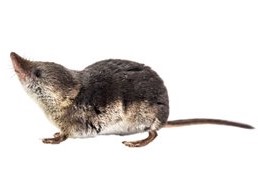 Shrew Control: Trapping & Removal Service