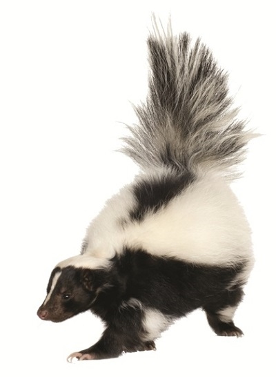 Skunk Pictures: Image Gallery with Photos of Skunks