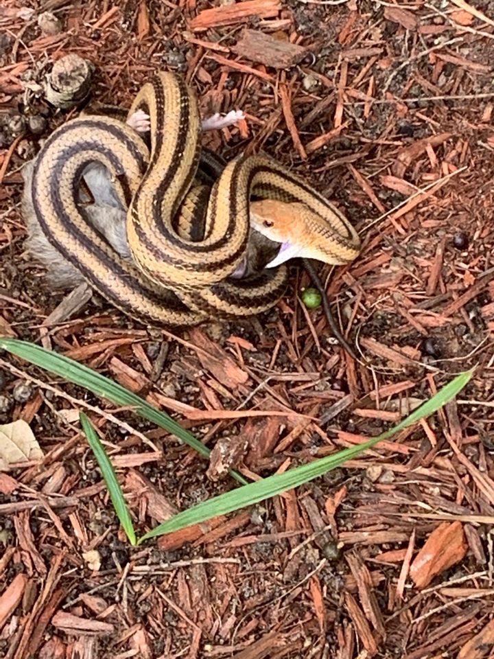 Snake Poop: Identification & Droppings | Critter Control