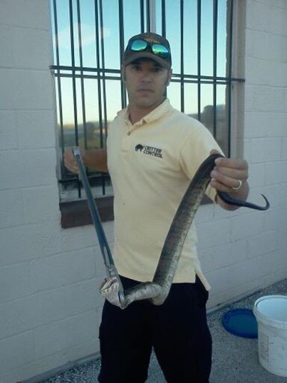 newborn snake called