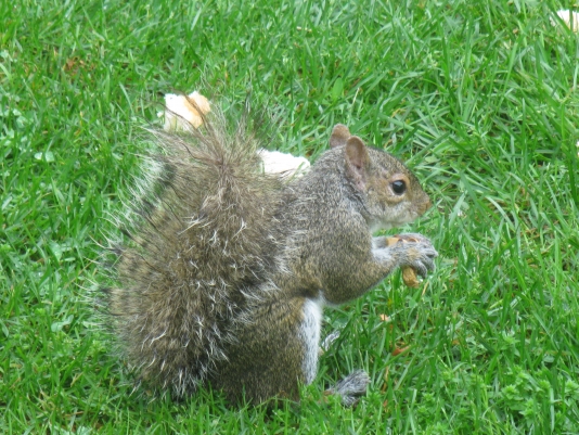 eastern gray squirrel size