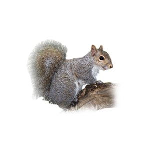 How to Identify Squirrel Tracks & Paw Prints | Critter Control