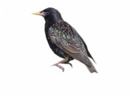 Starling Droppings: Dangers and Diseases from Starling Poop
