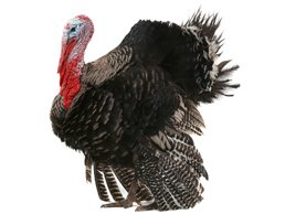 Turkey Control: Trapping & Removal Service