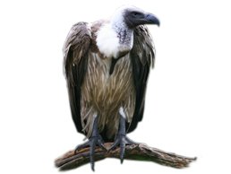 Vulture Control: Trapping & Removal Service