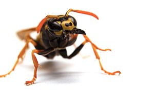 Wasps Identification & Tips: What Does a Wasp Look Like?